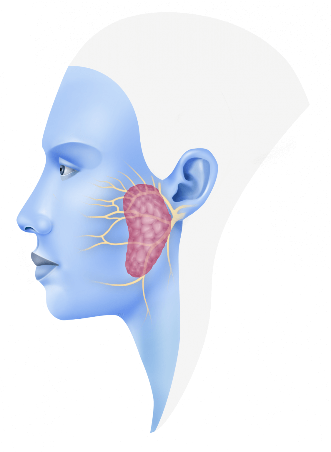 Parotid Surgery in Bangalore | Parotid Surgeon in Bangalore